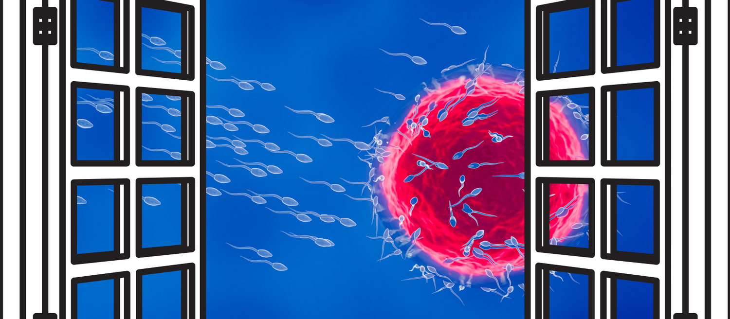 Decoding the Fertile Window: A Comprehensive Guide to Your Menstrual C ...