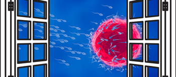 Decoding the Fertile Window: A Comprehensive Guide to Your Menstrual C ...