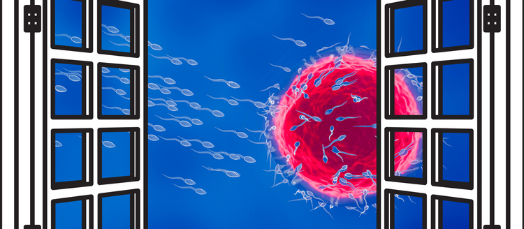 Decoding the Fertile Window: A Comprehensive Guide to Your Menstrual C ...